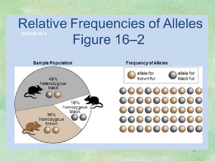 The role of Genetics and DNA in Evolution