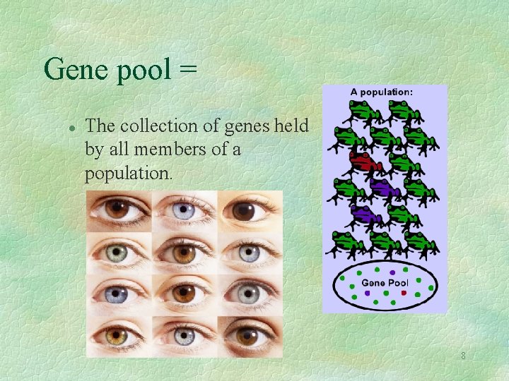 The role of Genetics and DNA in Evolution
