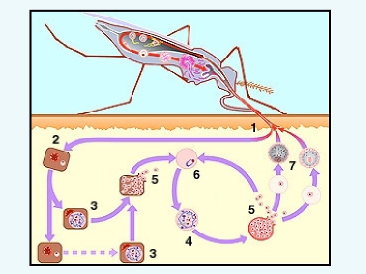 MALARIA Four Plasmodium species are responsible for human