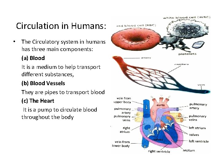 Chapter11 CIRCULATION AND EXCRETION Period 1 Introduction All