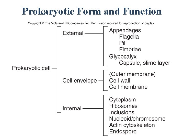 Chapter 4 Prokaryotic Profilesthe Bacteria and Archae How