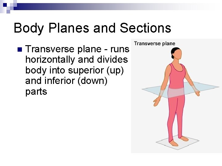 Body Planes Introduction Orientation and Directional Terms Orientation
