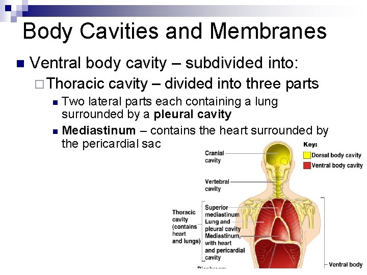Body Planes Introduction Orientation and Directional Terms Orientation