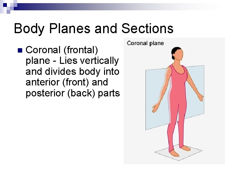 Body Planes Introduction Orientation and Directional Terms Orientation