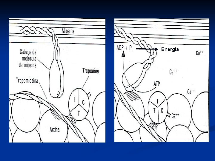 Tecido Nervoso Origem ectoderma Funo conduo de estmulos