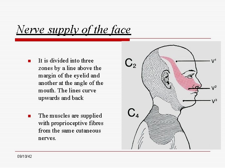 Nerve supply of the face o The facial