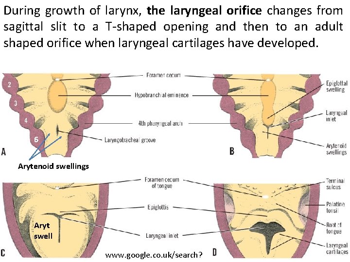 Embryology of the Respiratory System II Prof Abdulameer