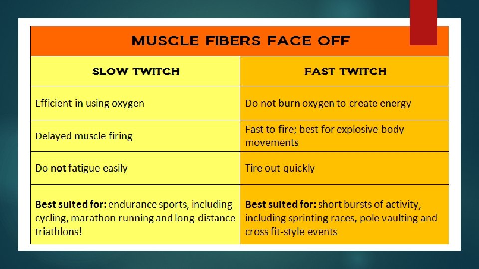 Muscle Fibres K PEREIRA SLOW TWITCH FAST TWITCH
