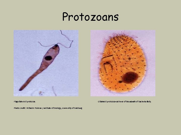 Soil Its Alive What is soil Soil is