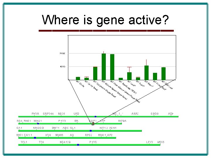Determining Functionality of Arabidopsis Thaliana Genes in Embryo