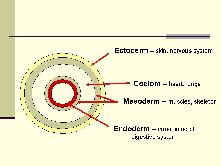 Human Embryo Development Extended Study Learning Objectives n