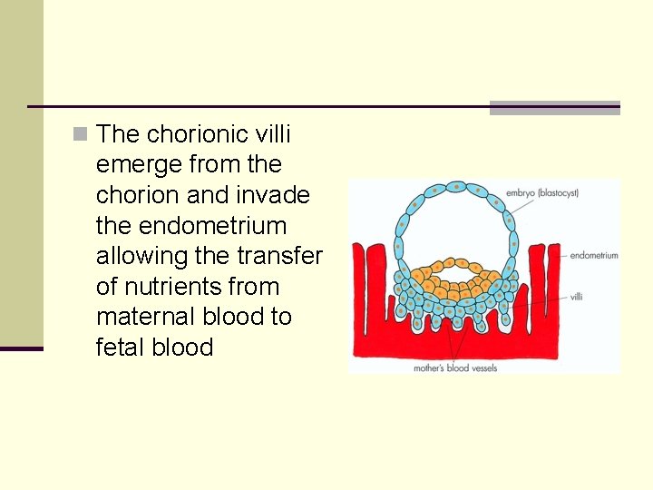 Human Embryo Development Extended Study Learning Objectives n