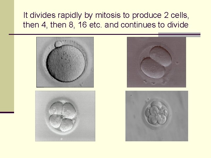 Human Embryo Development Extended Study Learning Objectives n