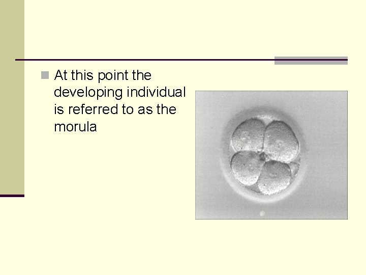 Human Embryo Development Extended Study Learning Objectives n