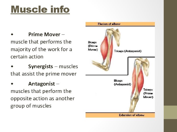Muscle Anatomy Muscle Anatomy Terminology Fascia thin connective