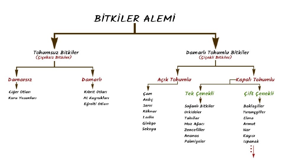 GENEL BYOLOJ LAB 2 6 HAFTA Bitkiler Alemi