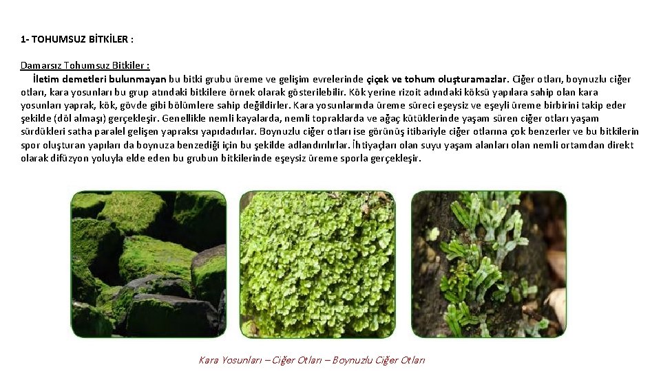 GENEL BYOLOJ LAB 2 6 HAFTA Bitkiler Alemi