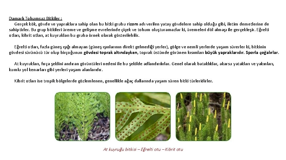 GENEL BYOLOJ LAB 2 6 HAFTA Bitkiler Alemi