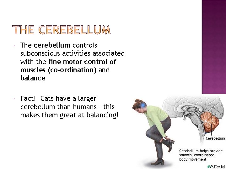 Section 12 The brain is made up of