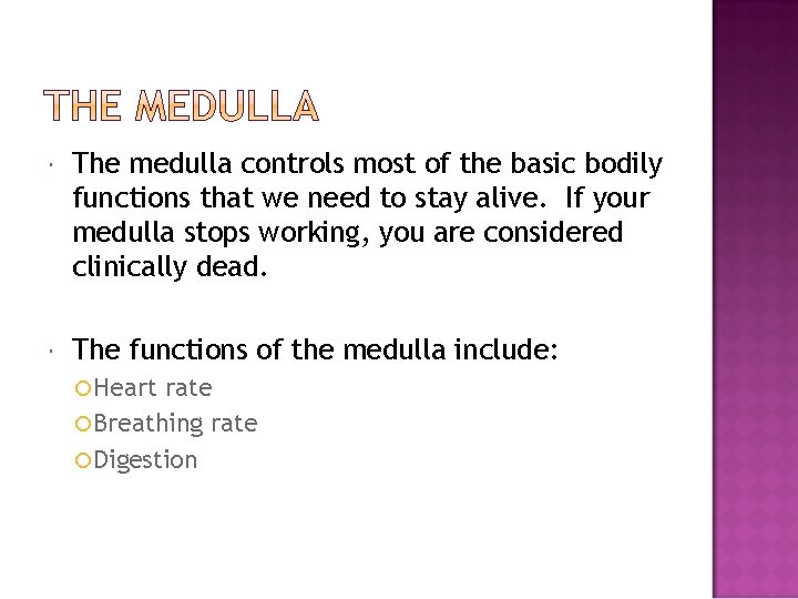 Section 12 The brain is made up of