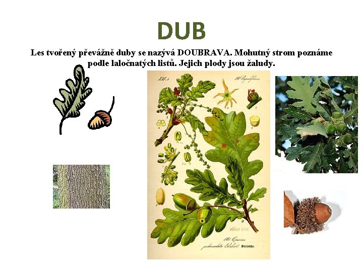 SPOLEENSTVA LES Listnat stromy Mgr Ladislava Noskov BUK