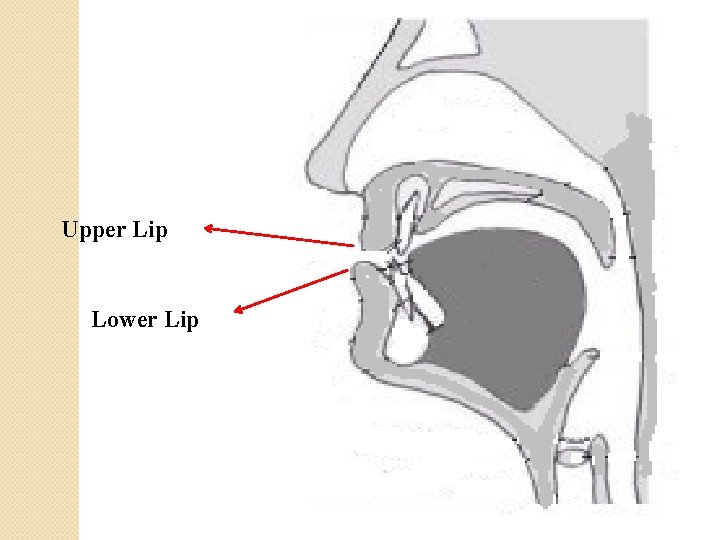PLACE AND MANNER OF ARTICULATION Consonant Three main