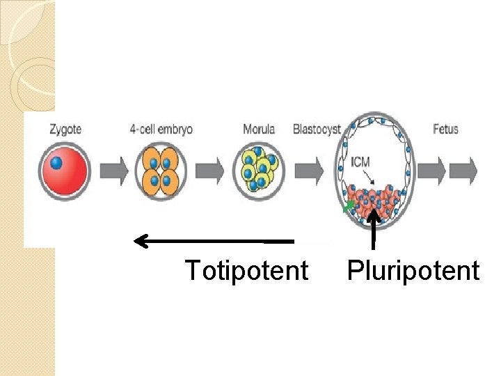 Stage 1 Biology Semester 2 2015 Biotechnology Stem