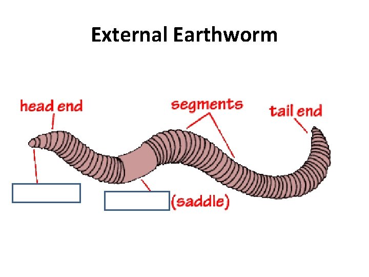 Kingdom Animalia What are the characteristics of all