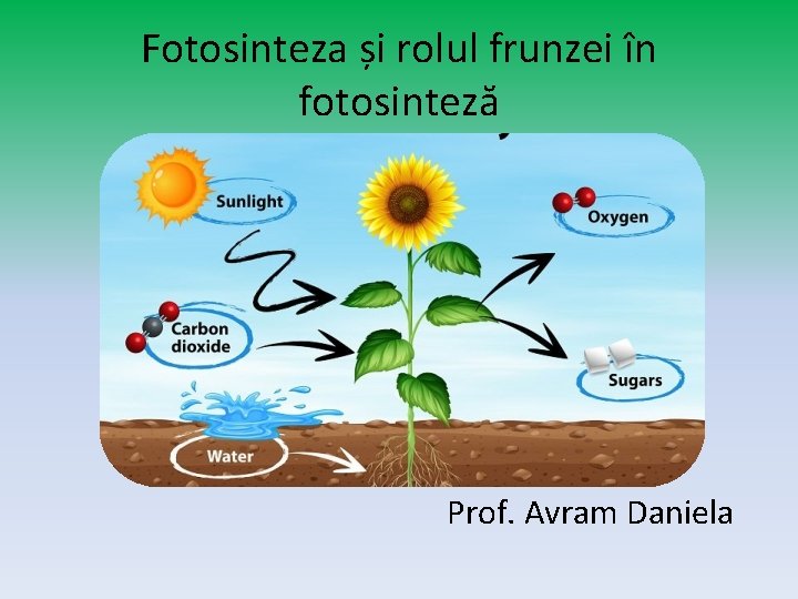 Fotosinteza i rolul frunzei n fotosintez Prof Avram