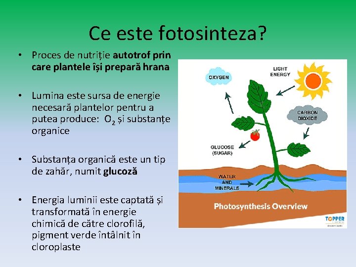 Fotosinteza i rolul frunzei n fotosintez Prof Avram