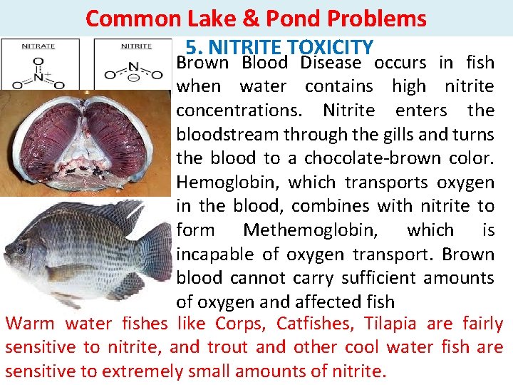 Pond Biotex MICROBES FOR LAKE AND POND CLEANER