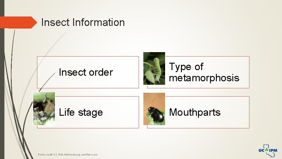 Diagnosing Insect Pests of Vegetables Developed by UC
