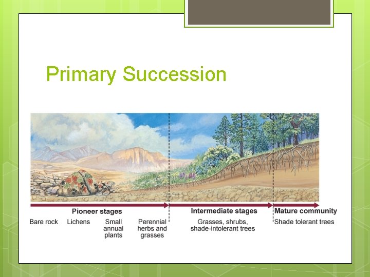 Chapter 3 Section 1 Ecological Succession Ecological Succession
