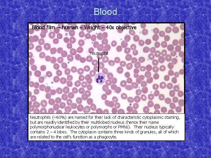 HISTOLOGY REVIEW Human Blood Dr Tim Ballard Department