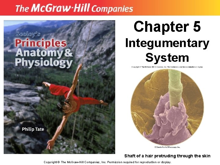 Chapter 5 Integumentary System Shaft of a hair
