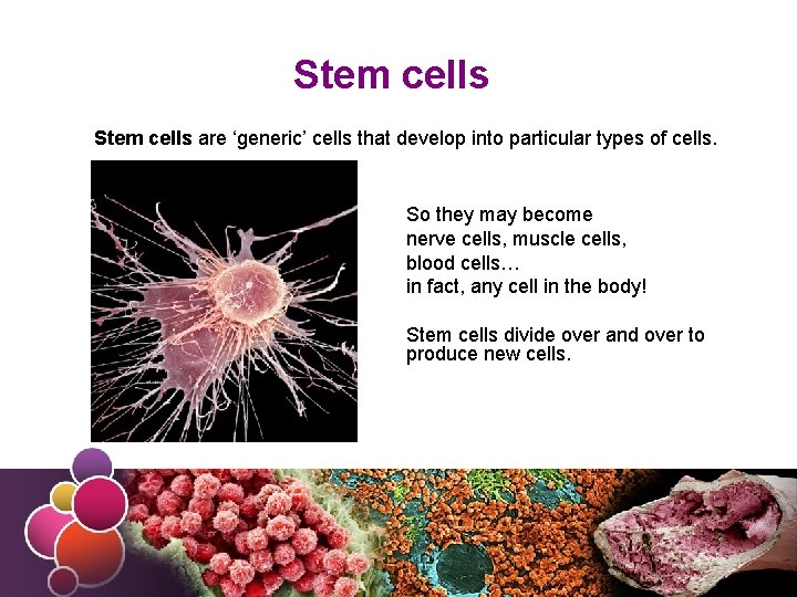 Stem cells are generic cells that develop into