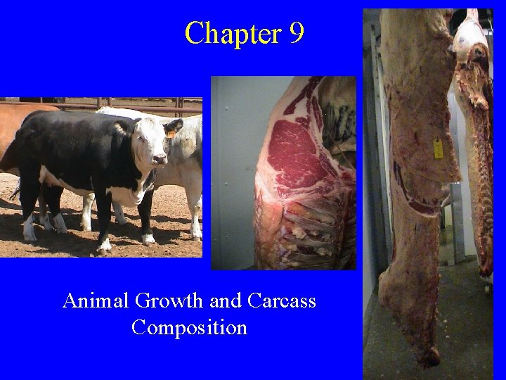 Chapter 9 Animal Growth and Carcass Composition General