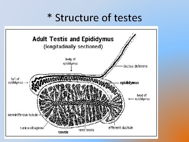 Male genital tract Dr Mazin albakri Male reproductive