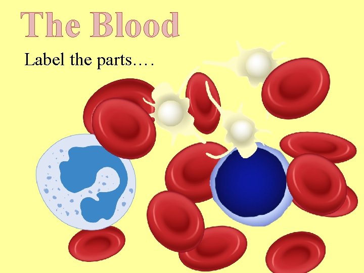 The Heart Circulation Learning objectives Draw and label