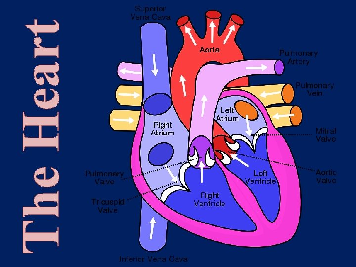 The Heart Circulation Learning objectives Draw and label