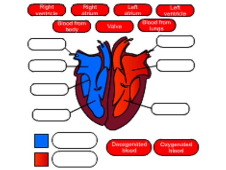 The Heart Circulation Learning objectives Draw and label