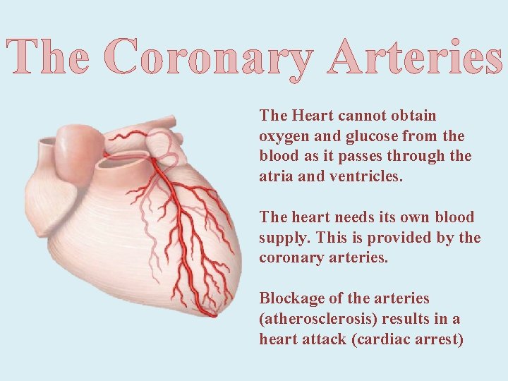 The Heart Circulation Learning objectives Draw and label
