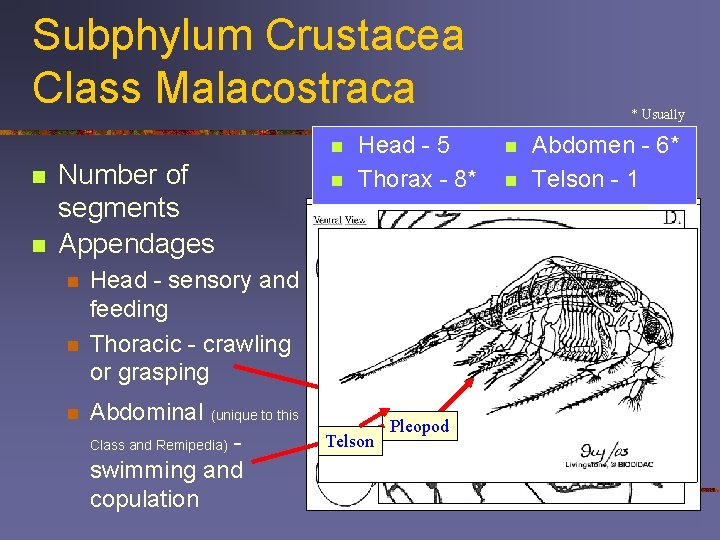 ZOO 115 Invertebrate Zoology Subphylum Crustacea Arthropoda Subphylum