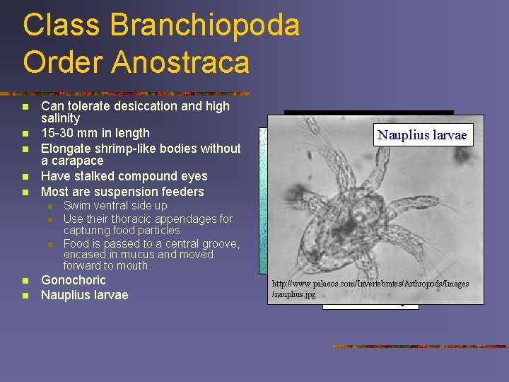 ZOO 115 Invertebrate Zoology Subphylum Crustacea Arthropoda Subphylum