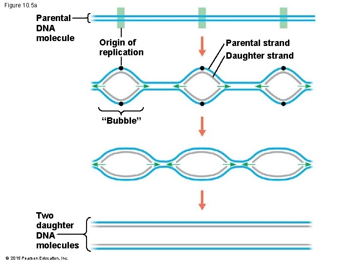 DNA REPLICATION Making sister chromatids DNA Structure Double