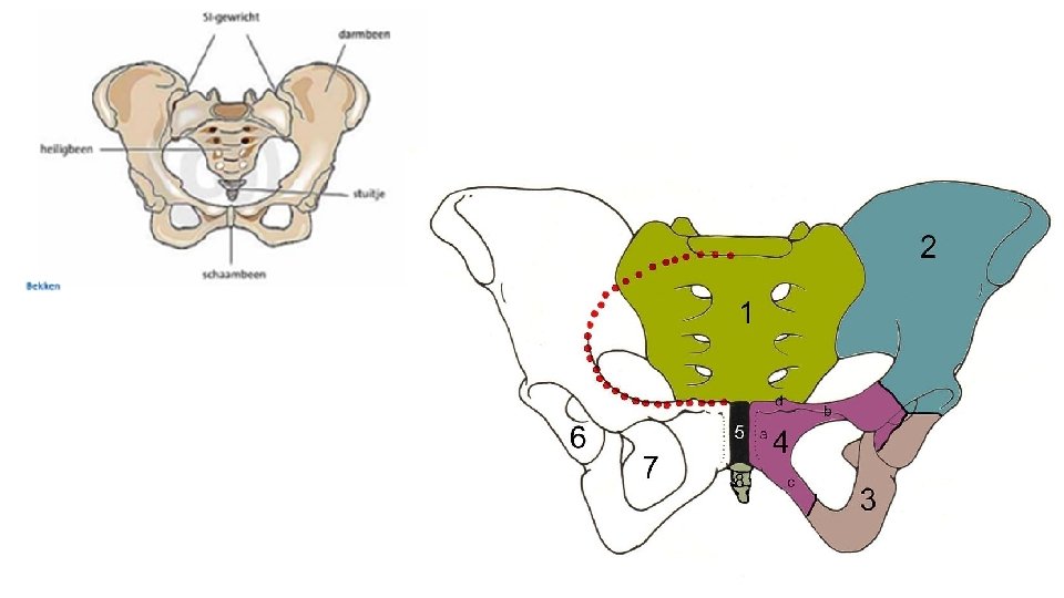 SKELET EN BOUW Anatomie en gezondheid WAT IS