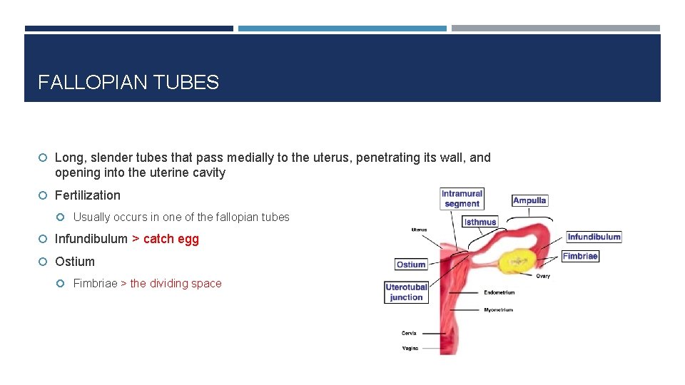 THE REPRODUCTIVE SYSTEM AND HUMAN GENETICS ABDULLAH A