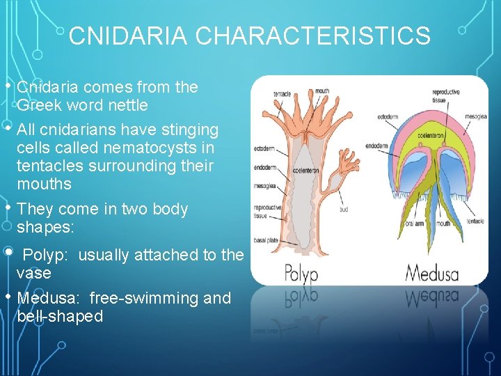 INVERTEBRATES AND VERTEBRATES By Willie Johnson and Lauren