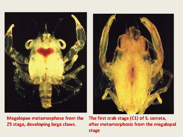 Mud crab culture Introduction Among the marine edible