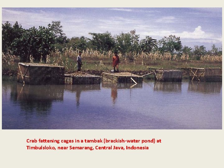 Mud crab culture Introduction Among the marine edible